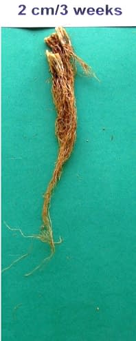 PART 4: BEEF PRODUCTION FROM NATURAL VELD AND PLANTED PASTURES - Sernick