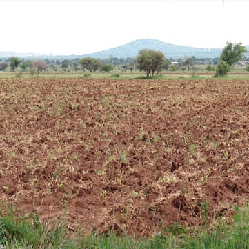 PART 6: THE ESTABLISHMENT OF PLANTED PASTURES - Sernick