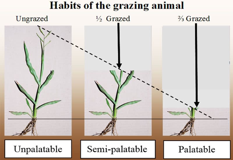 PART 4: BEEF PRODUCTION FROM NATURAL VELD AND PLANTED PASTURES - Sernick